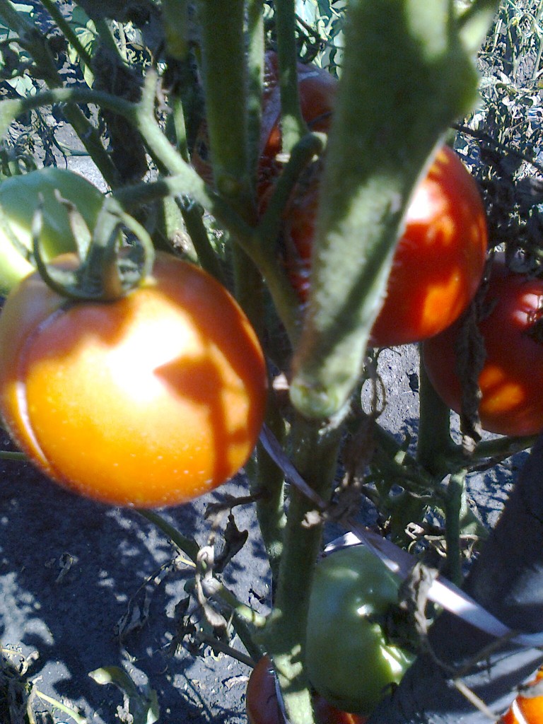 Buzau 50 | Soiuri de Rosii din Gradina