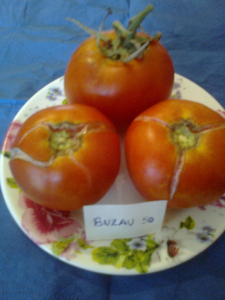 Buzau 50 | Soiuri de Rosii din Gradina