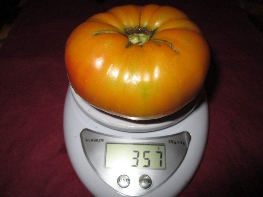 Ananas RL | Soiuri de Rosii din Gradina