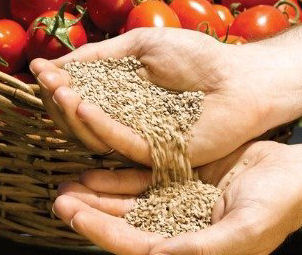 Seminte de rosii de la Fane | Soiuri de Rosii din Gradina