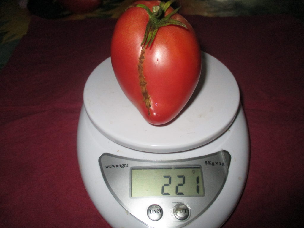 Rozalie de Budila | Roșii din Grădină – Soiuri și cultivare