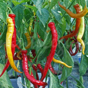 Week-end cu ciusca de ardei | Soiuri de Rosii din Gradina