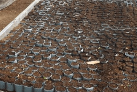 Condiții optime pentru germinarea și creșterea răsadurilor | Soiuri de ...